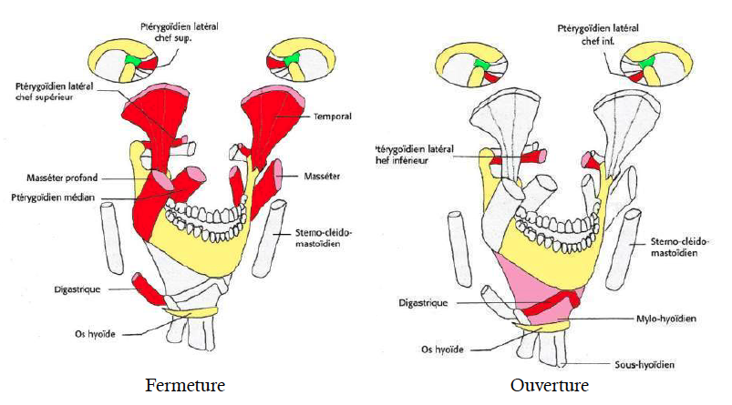 La mâchoire en ostéopathie | Cabinet d'ostéopathie Benjamin Lieuré