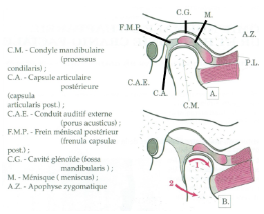 La mâchoire en ostéopathie | Cabinet d'ostéopathie Benjamin Lieuré